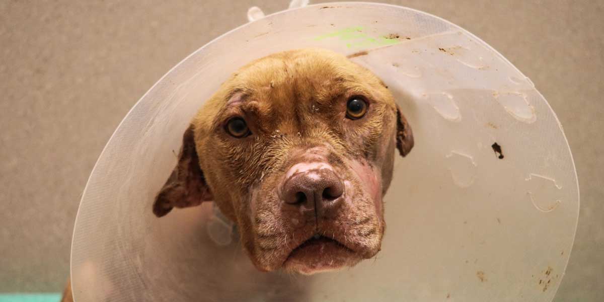 Help Dogs Like Ivy | Animal Welfare | RSPCA Queensland