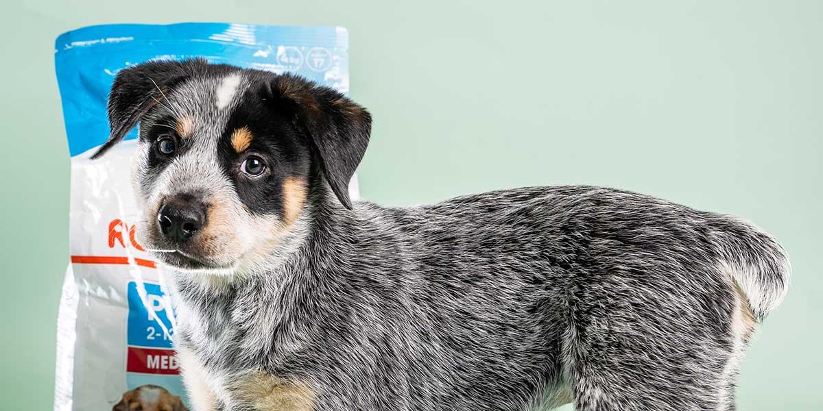 Why Adopt a Pet | Blog | RSPCA Queensland