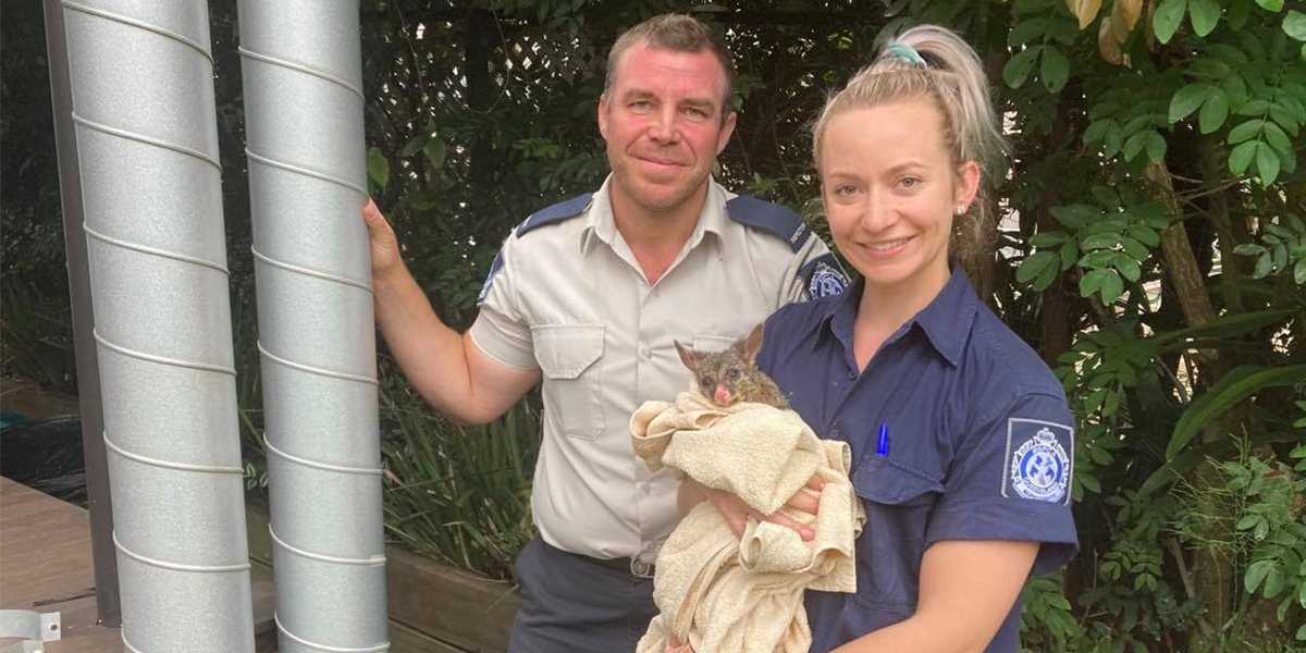 Australian Wildlife Rescues | All Creatures Rescues | RSPCA Queensland