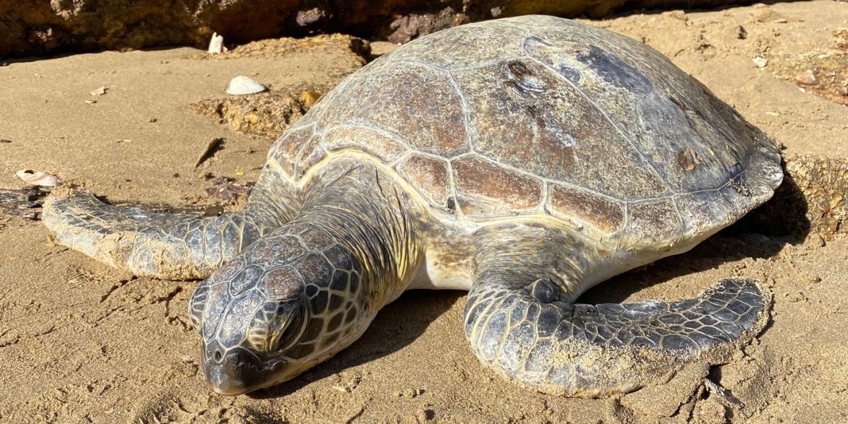 Teamwork Turtle Rescue | Green Sea Turtle | Australian Wildlife Rescue ...